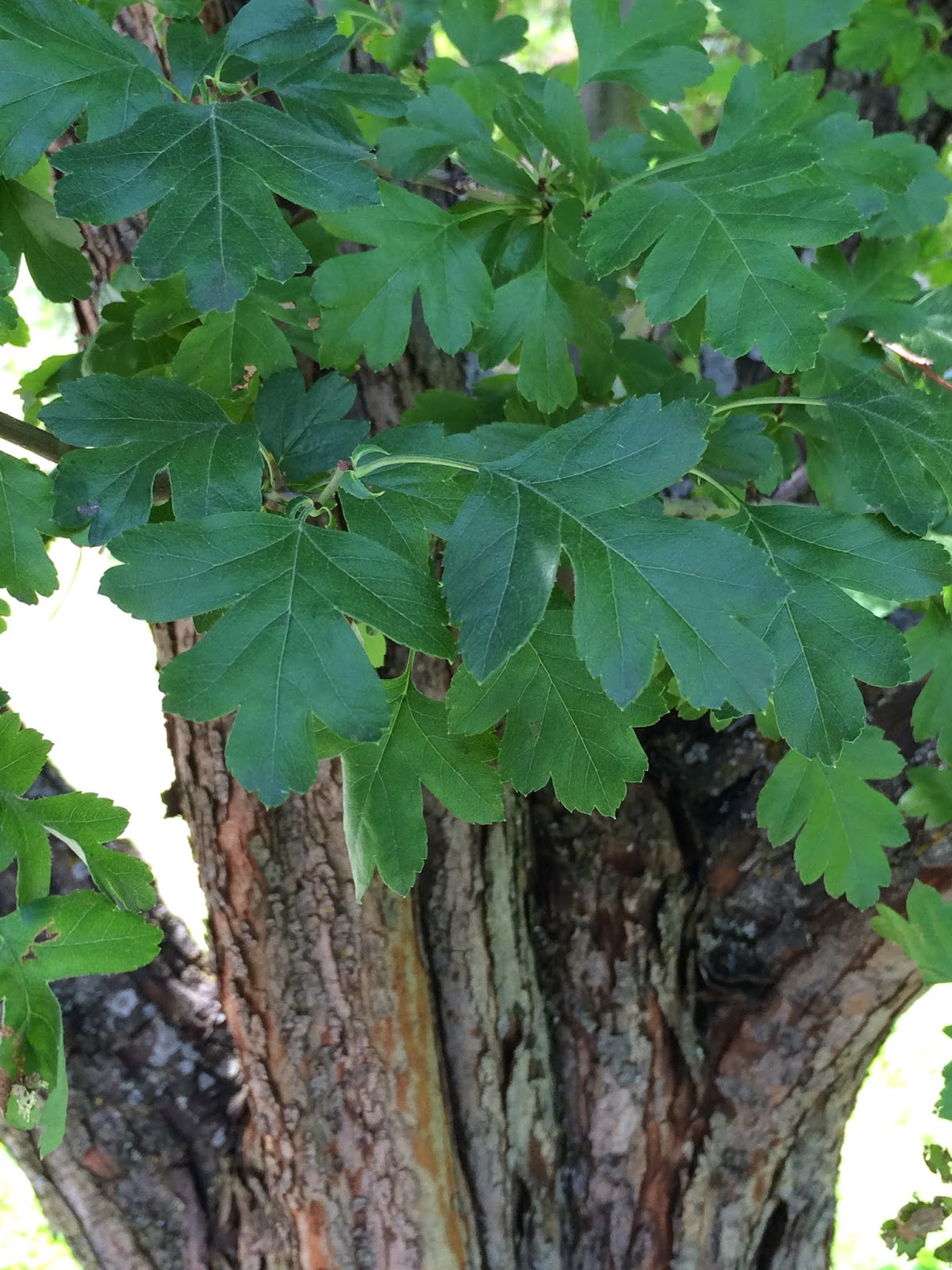 Trees of Santa Cruz County: Crataegus laevigata 'Paul's Scarlet' - Paul ...