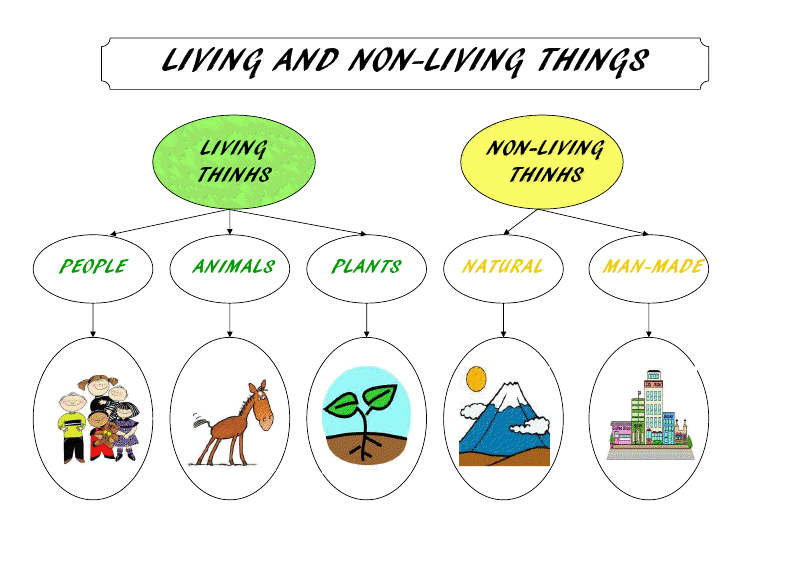 ColegioCHGscience3 Living And No living things colegiochgscience3-living-and-no-living-things