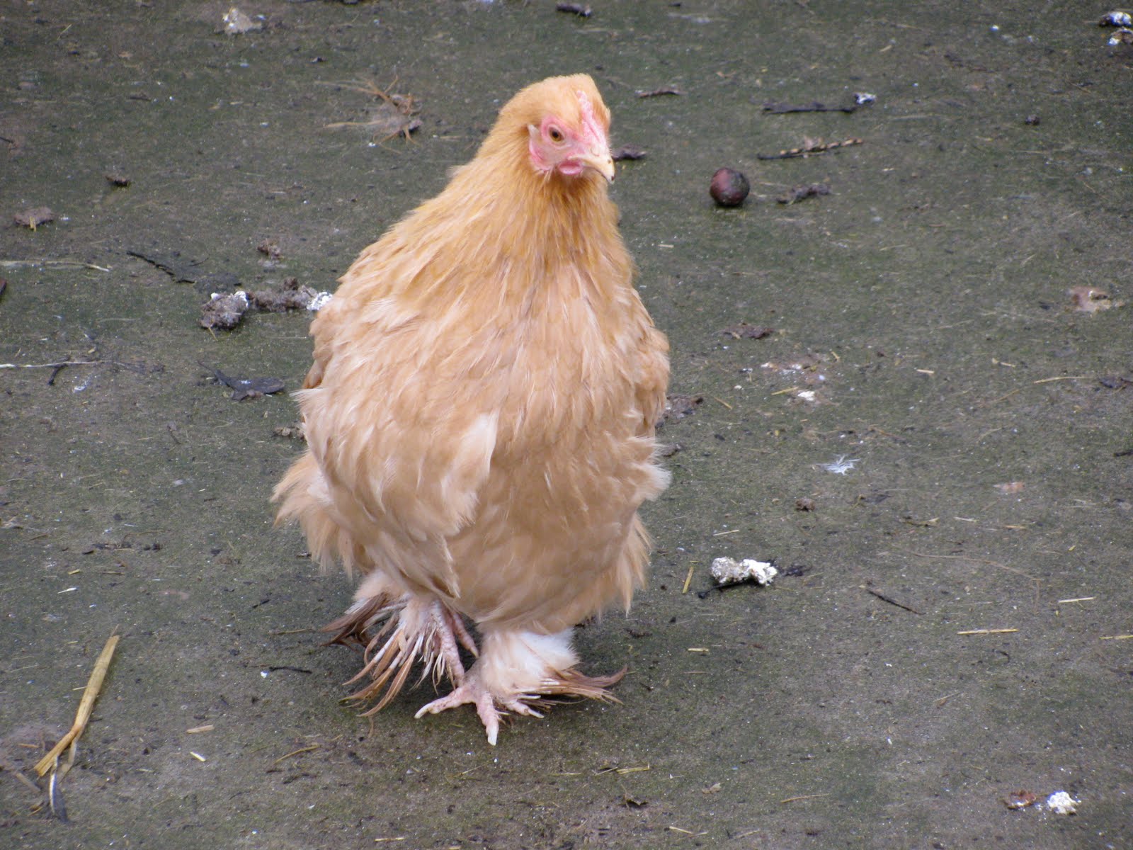 The Singing in the Wood: Genetically Modified Foods: The New Meat ...