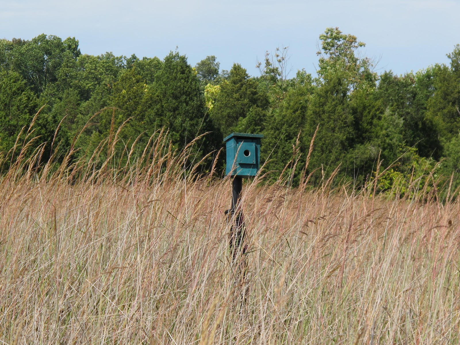 Blue Jay Barrens: Indian Grass 2012