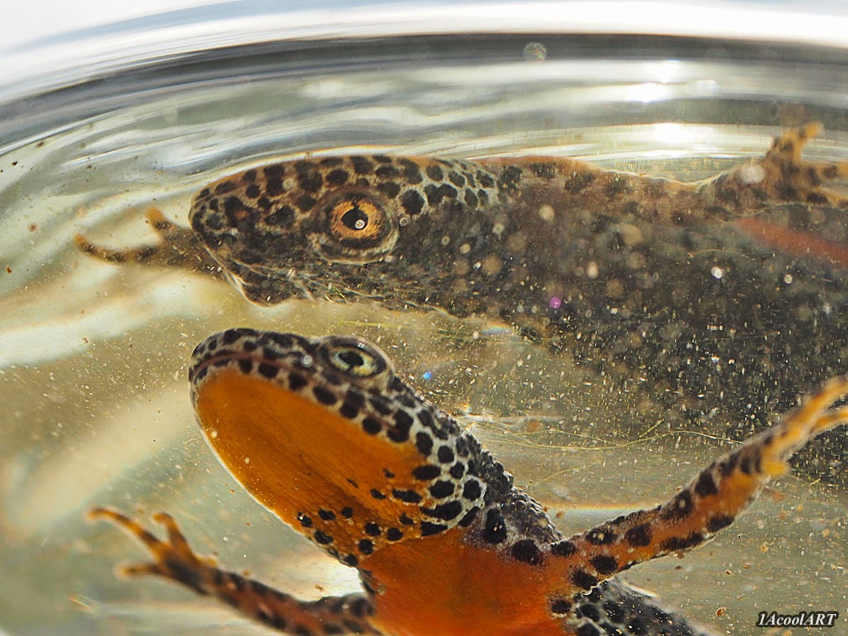 1AcoolGardening: Von Molchen und Meisen