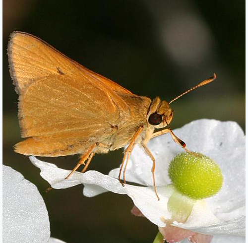 Rare Skipper ~ Butterfly of The Earth