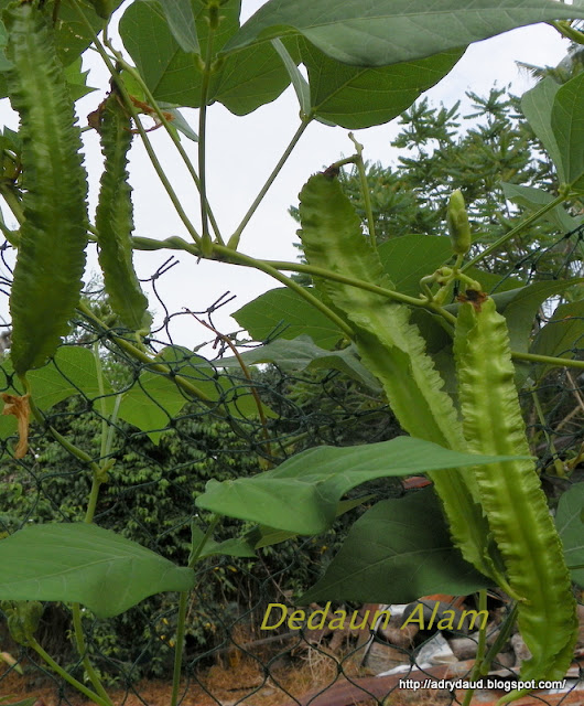Dedaun Alam: Kacang Botor