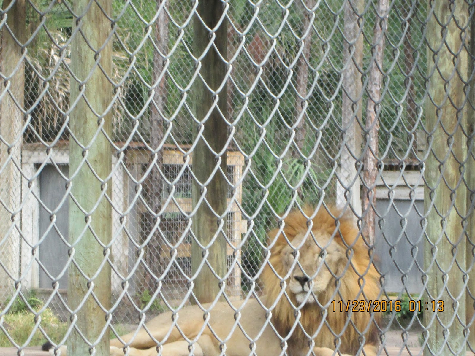 Anointedtoday.blogspot.com: You Must See McCarthy's Wildlife Sanctuary ...