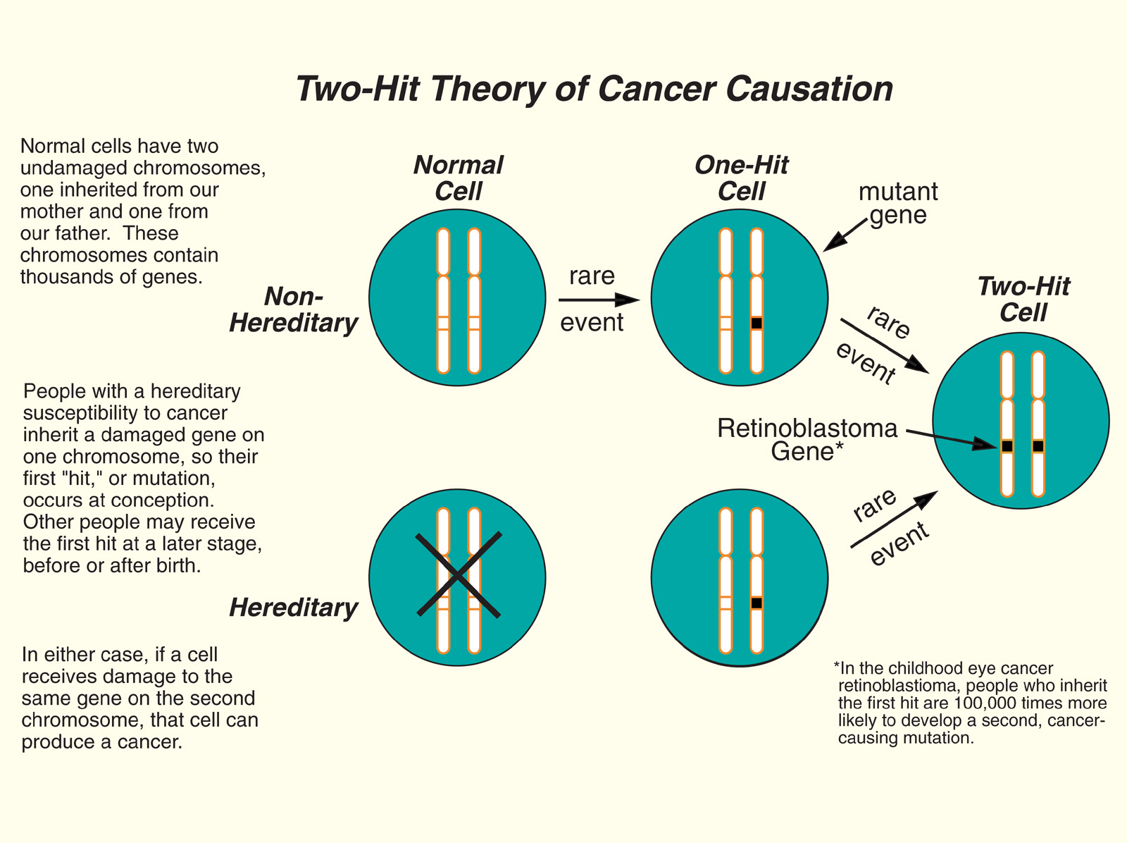 Biología Molecular del Cáncer.: Genetica oncologica.