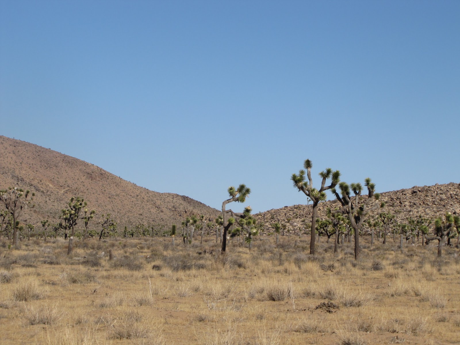 AKStafford: Joshua Tree, Route 66 & Mojave