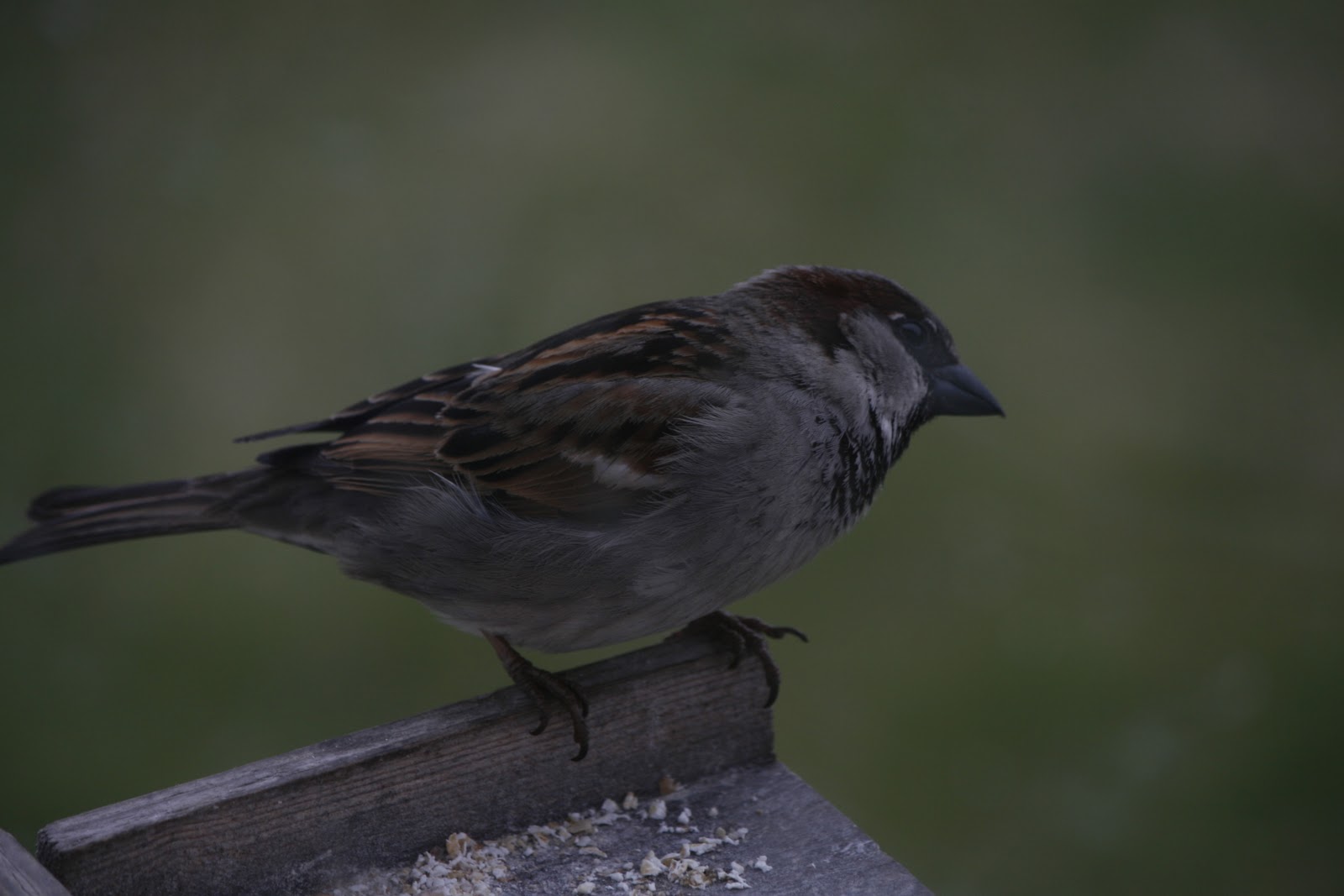 Martha Elise's Photoblog