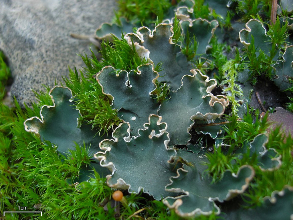 Species of UK: Week 25: Dog Lichen (‘Peltigera’)