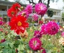 Natural Beauty of Bangladesh: The Bangladeshi Flowers