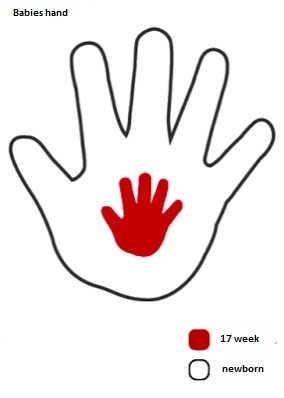 17 Weeks Pregnant - Week by Week - E-OBSTETRICS & GYNECOLOGY