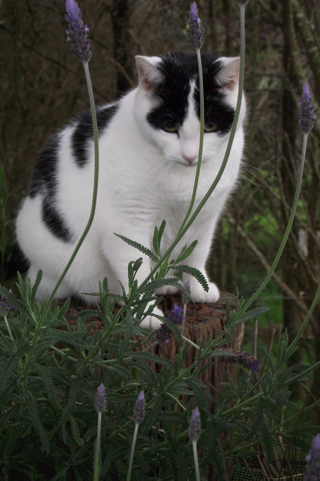 Magpie Chic: A Bit About Cats.