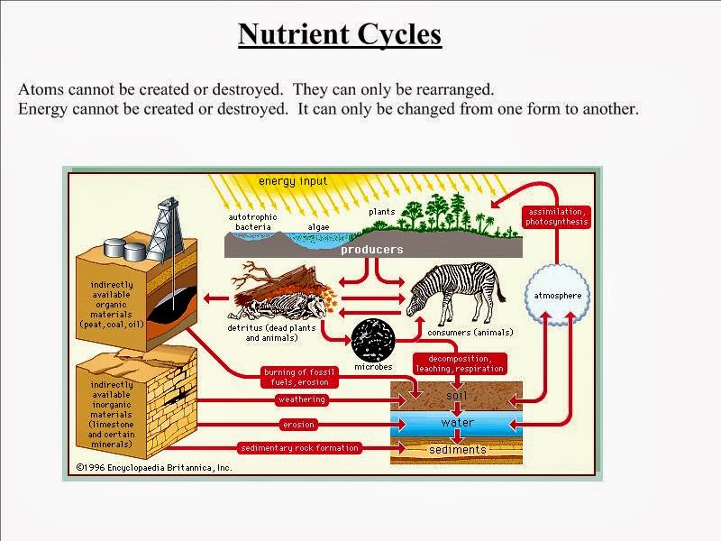 Gr 9 science: Nutrient Cycles