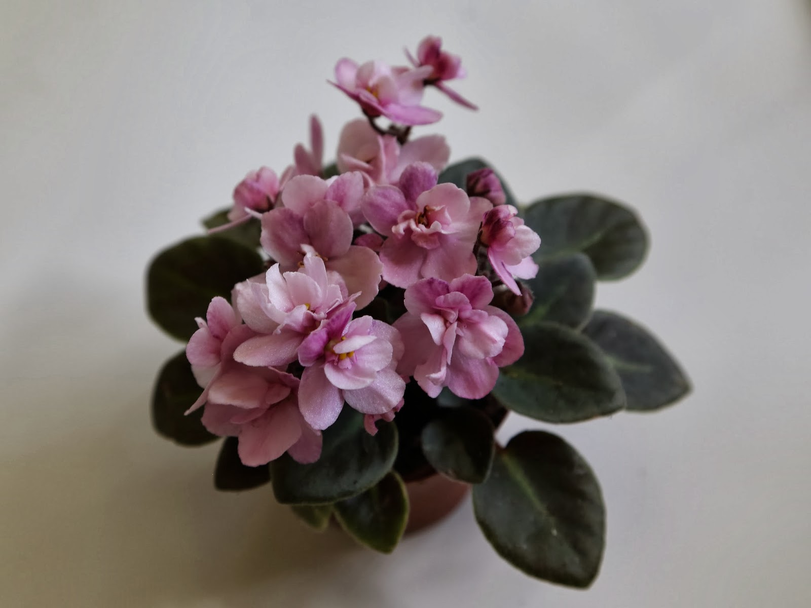my gardening archive: saintpaulia // african violet