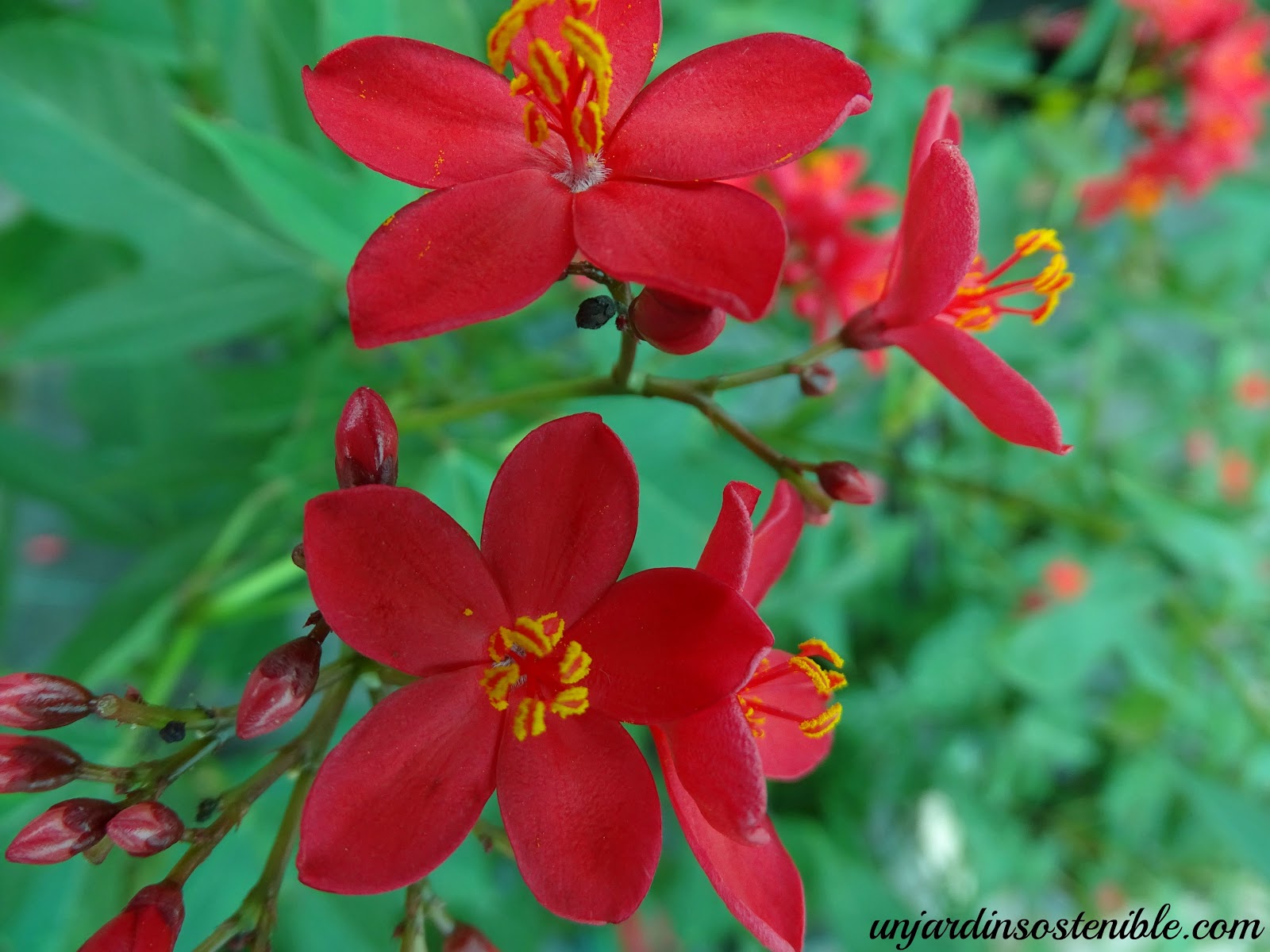Jatropha integerrima (Peregrina)