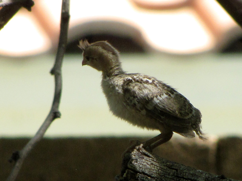 Desert Colors: Quail Family