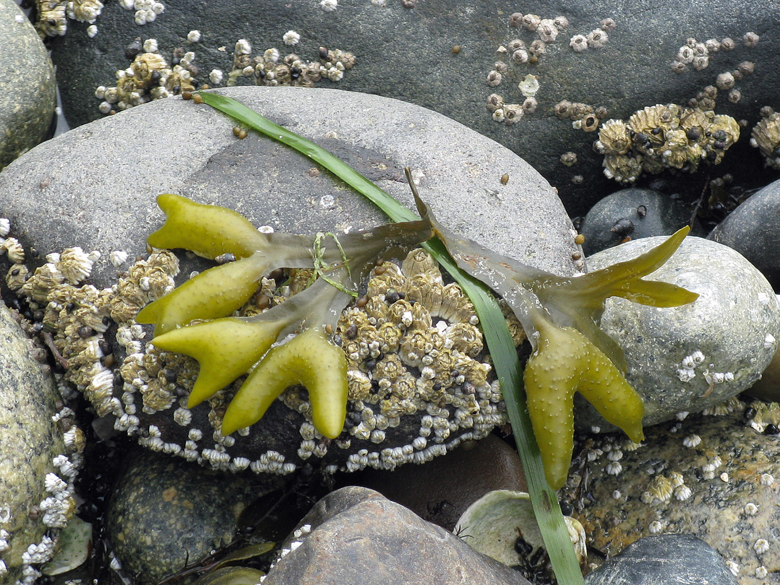 Wanderin' Weeta (With Waterfowl and Weeds): Looking at rockweed