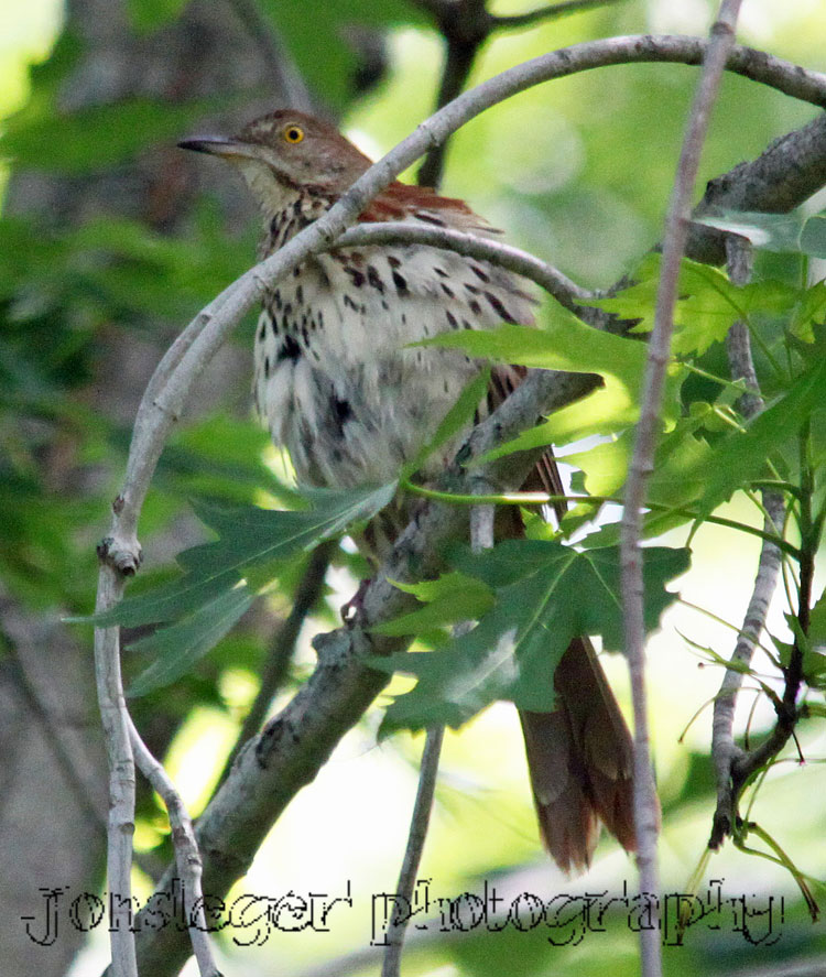Northern Illinois Birder: Brown Thrashers: Early April Migration to ...