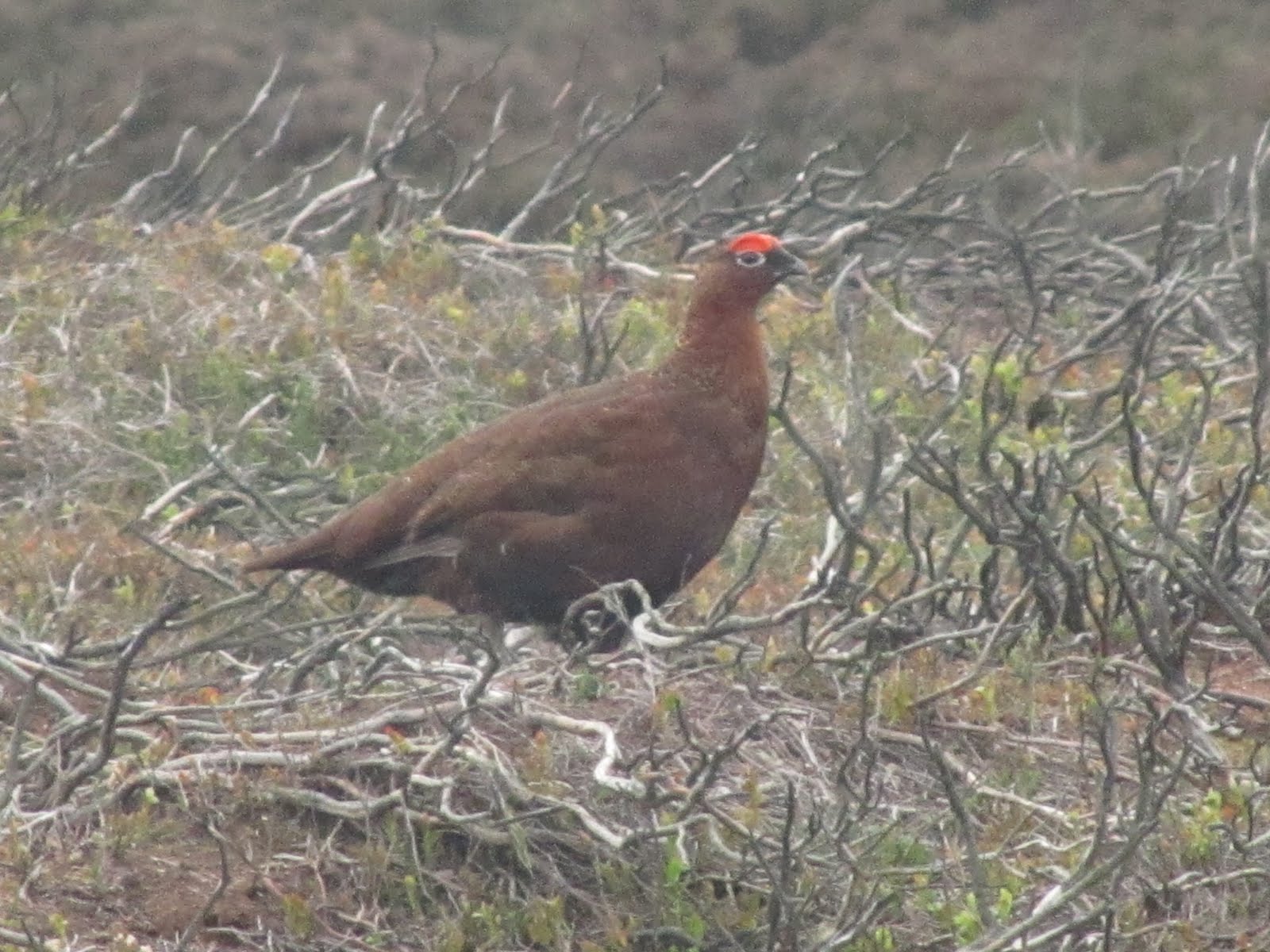 Little Sealed Packages: Plagioclimax