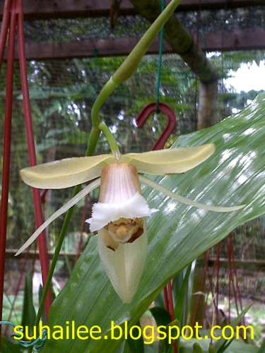 orkid liar : orkid liar / hutan dan kacukan