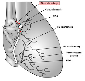 The Pump and the Tubes: The SA Node Artery