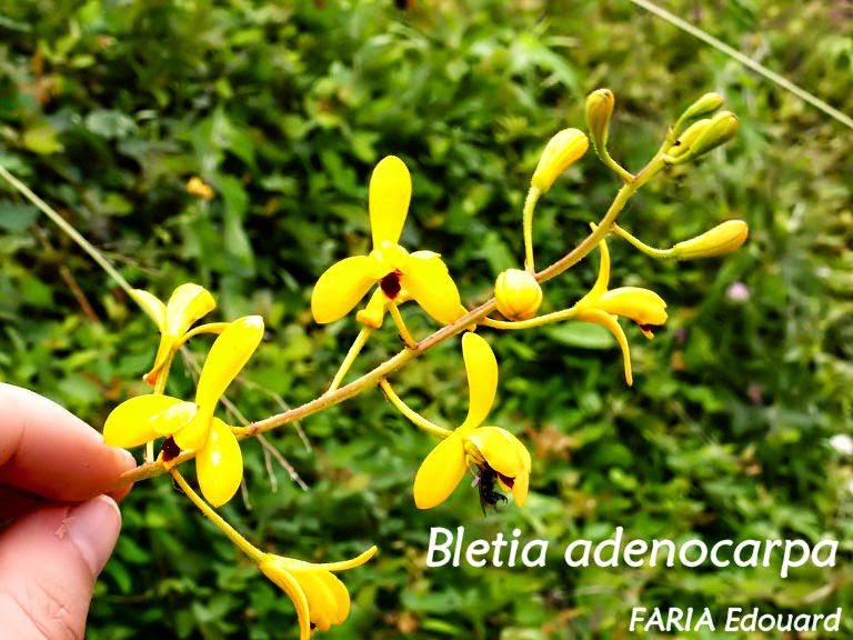 Asociación Jalisciense de Orquideología: Descripciones de Plantas (A-E)