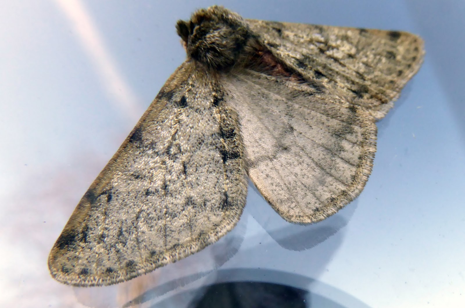 Wild and Wonderful: My First Moth Sighting of 2017