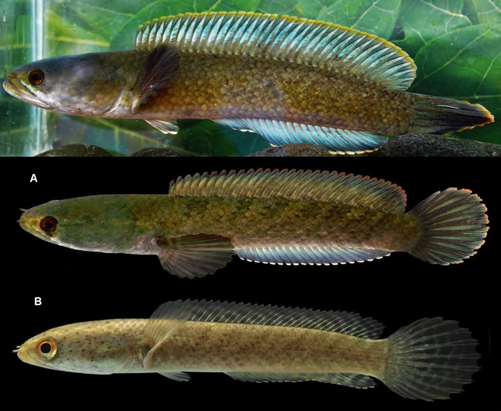 Species New to Science: [Ichthyology • 2018] Channa royi • A New ...