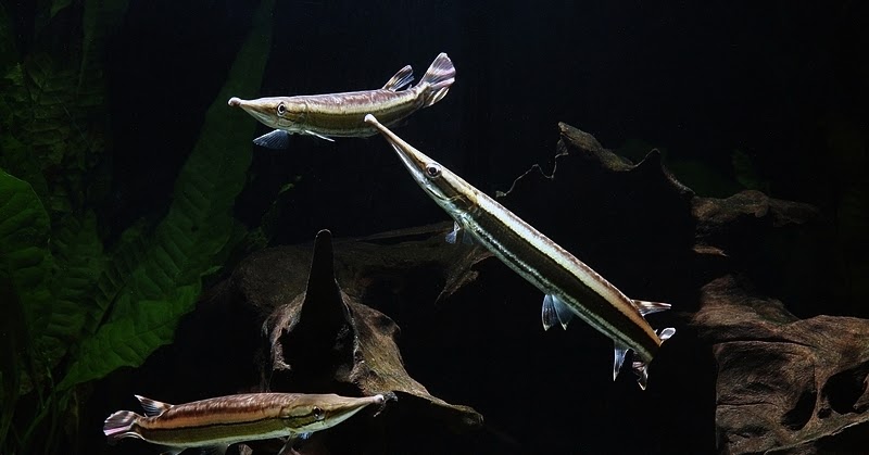 Mania de Aquário: Bicuda (Boulengerella sp.)