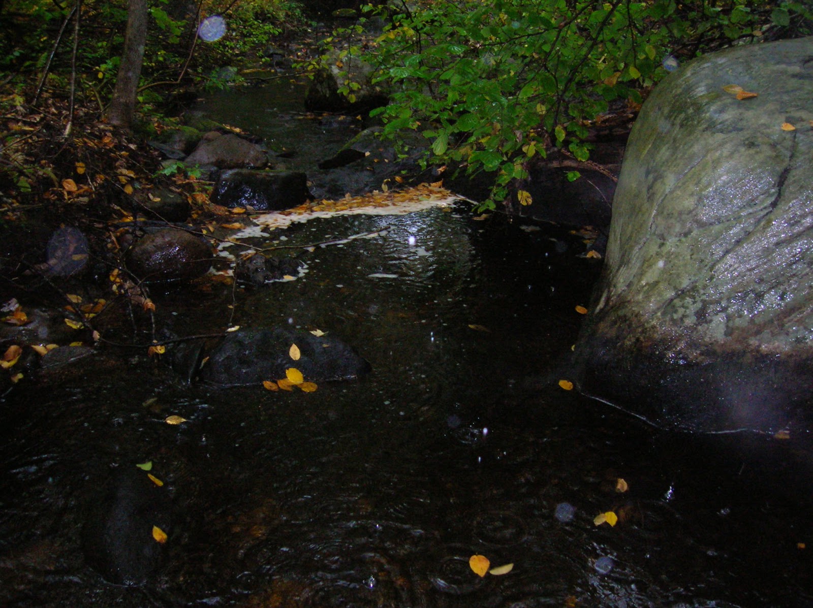 Small Stream Reflections: The Woods