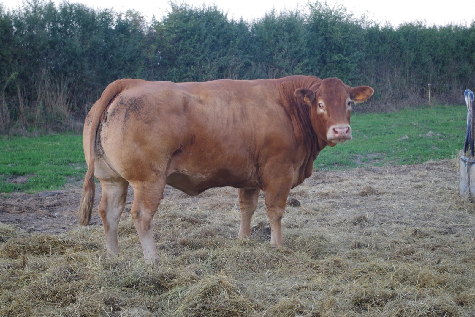 GAEC BEAUCHENE: VACHES DE BOUCHERIE