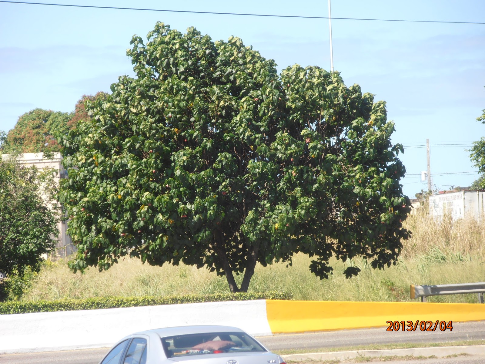 Flora de Puerto Rico Ilustrada Papo Vives: MALVACEAE Thespesia ...
