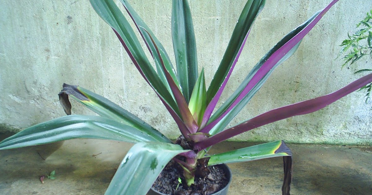 Virtual Laboratory of Plant Taxonomy: Rhoeo discolor (Commelinaceae)