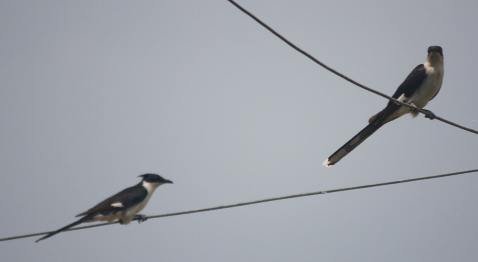 Birds in Delhi(India): Pied Cuckoo