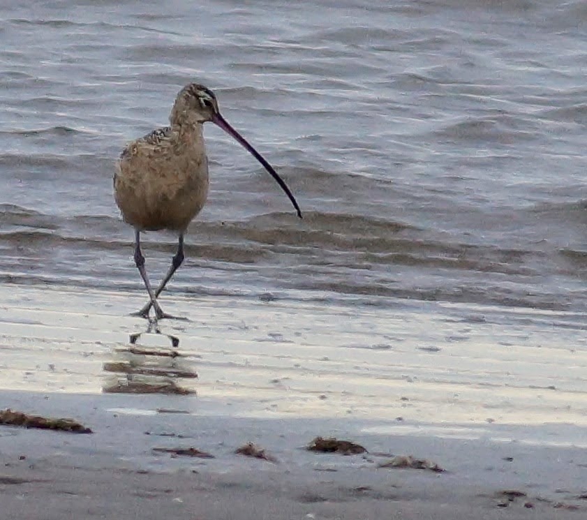 Southeast Texas Daily Photos: Long-billed bird wave feeding at Sea Rim ...