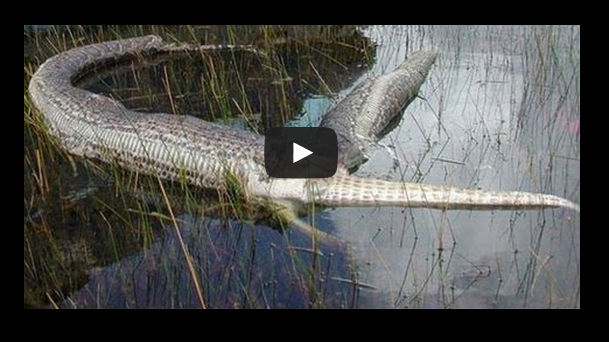 Video : Snake Bursts after eating crocodile