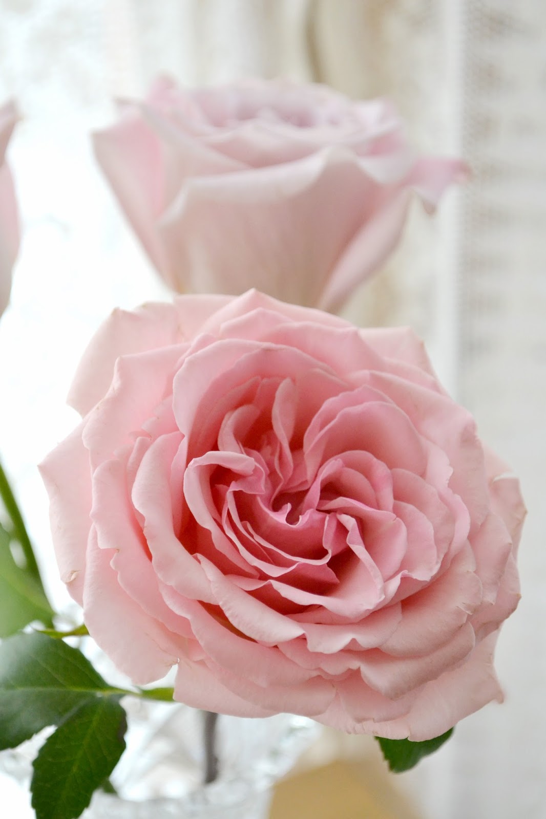 Jennelise: January Roses