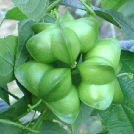 Khasiat Sacha Inchi: Sacha Inchi Malaysia