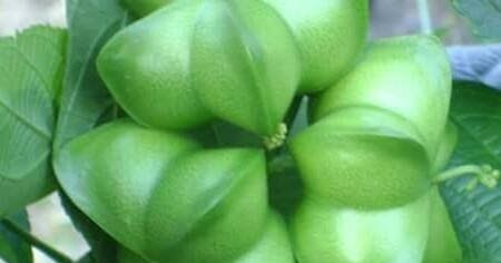 Khasiat Sacha Inchi: Sacha Inchi Malaysia