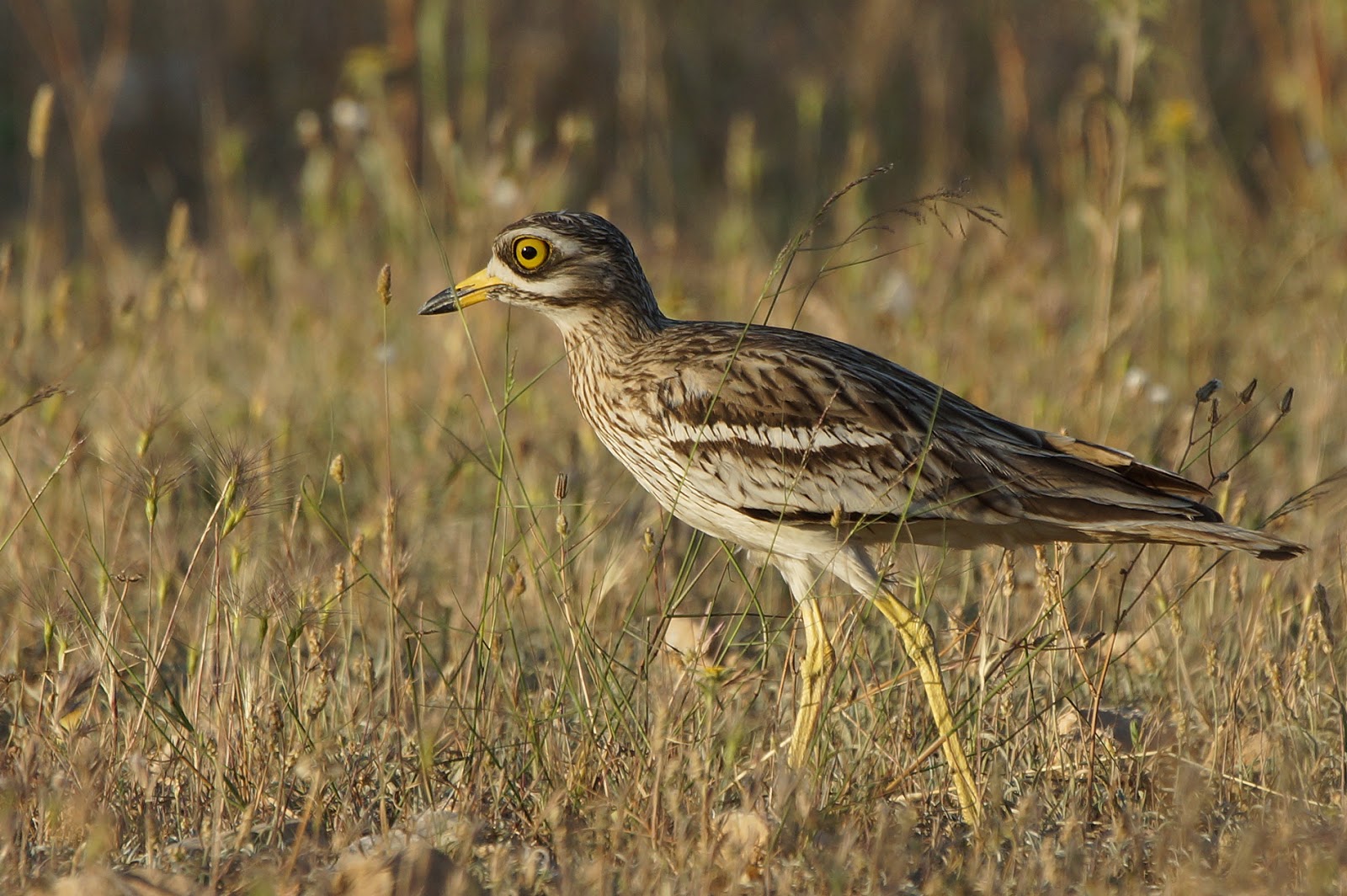 Pasión por las aves: Alcaraván común.(Burhinus oedicnemus)