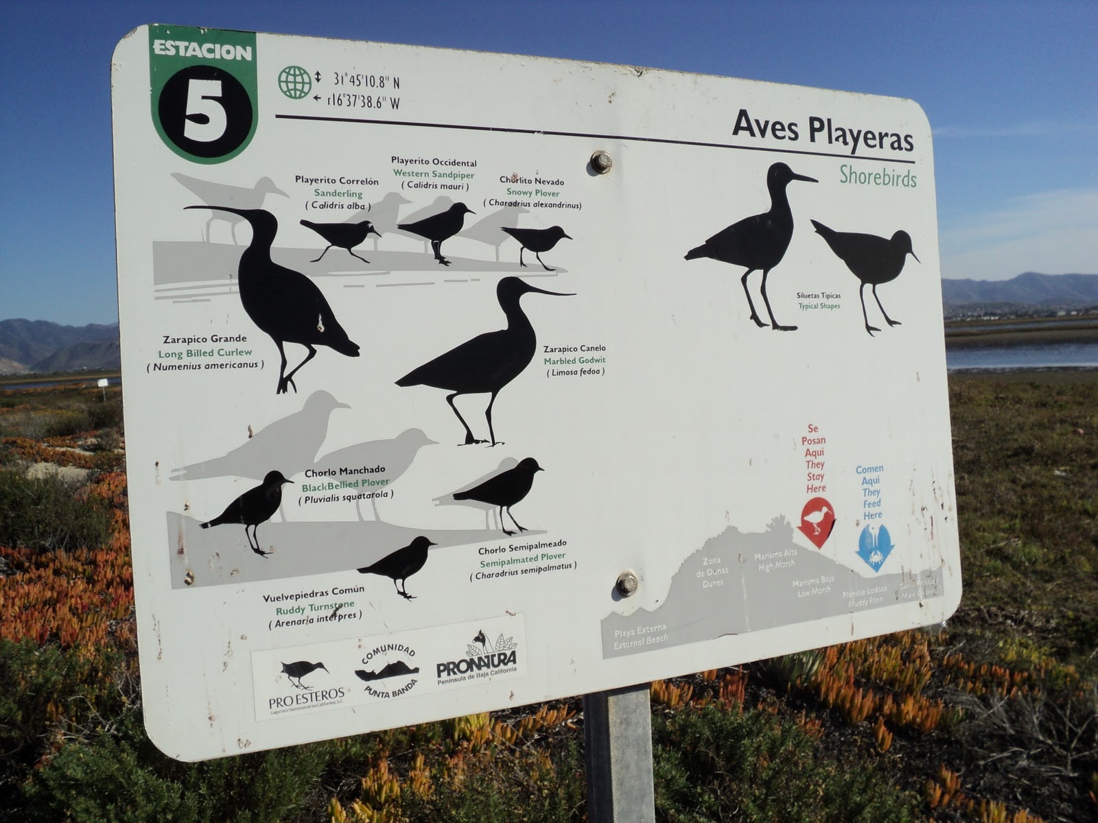 TURISTEANDO POR LA BAJA CALIFORNIA : Reserva ecológica del Estero de ...