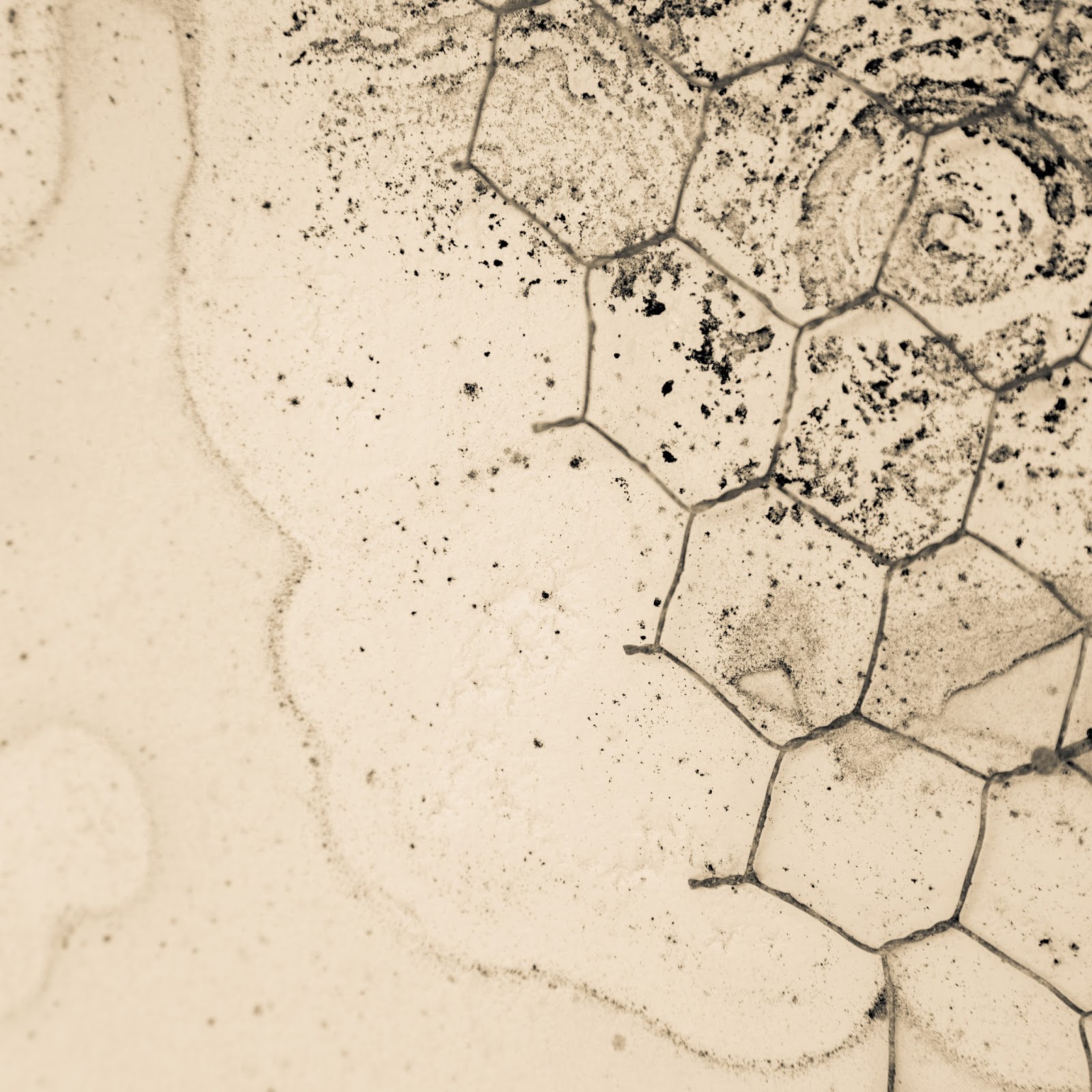 jean larson photography