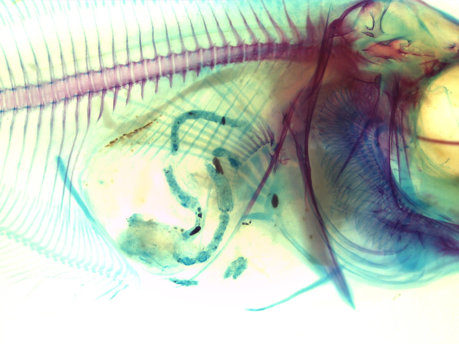 Ictioplancton en Chile: Larvas y juveniles de pampanito Stromateus ...