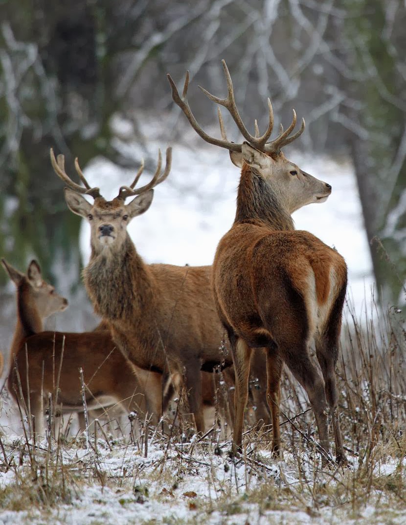 Good Bear: Il cervo - Giovanni Manizzi