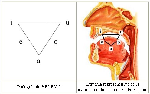 Café Literario - El Aroma de las Letras: Los 5 fonémas vocálicos del ...