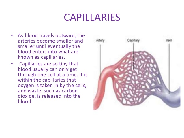 EXAMS AND ME : Capillaries