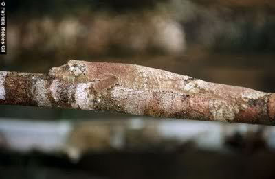 Kamuflase dan Mimikri di Dunia Binatang