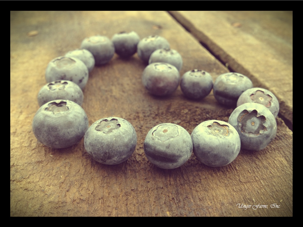 The Farmers Daughter: Freezing Berries Tutorial