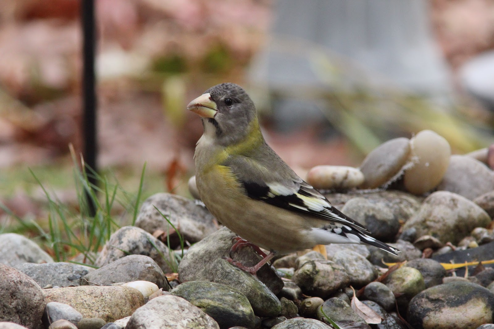 'Burg Birder: Grosbeaks of the Evening
