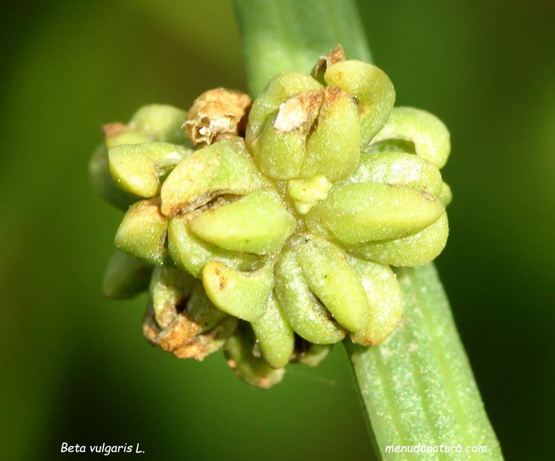 Menuda Natura: Beta vulgaris L.