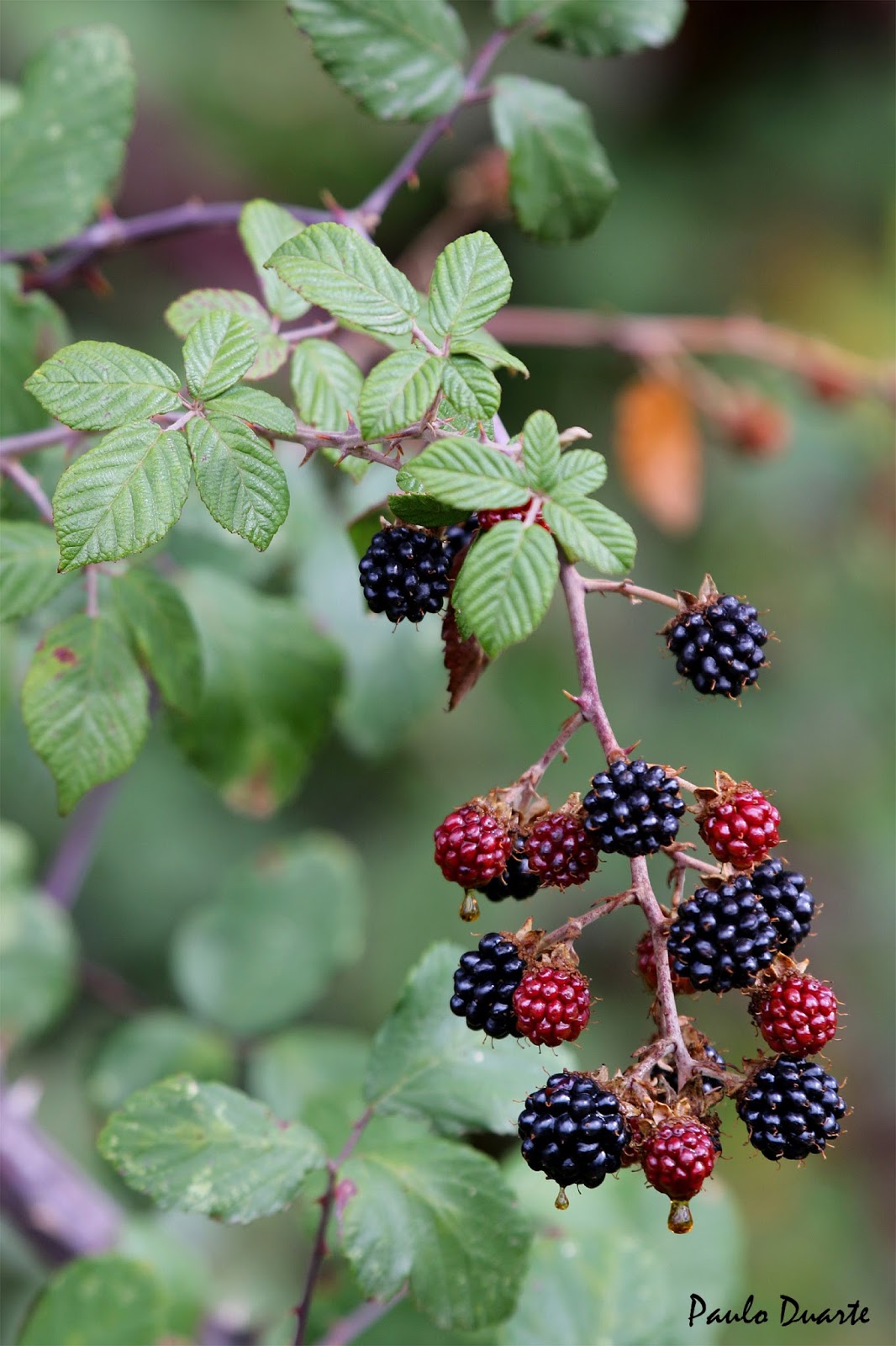 Vislumbres...: Silva, a planta...